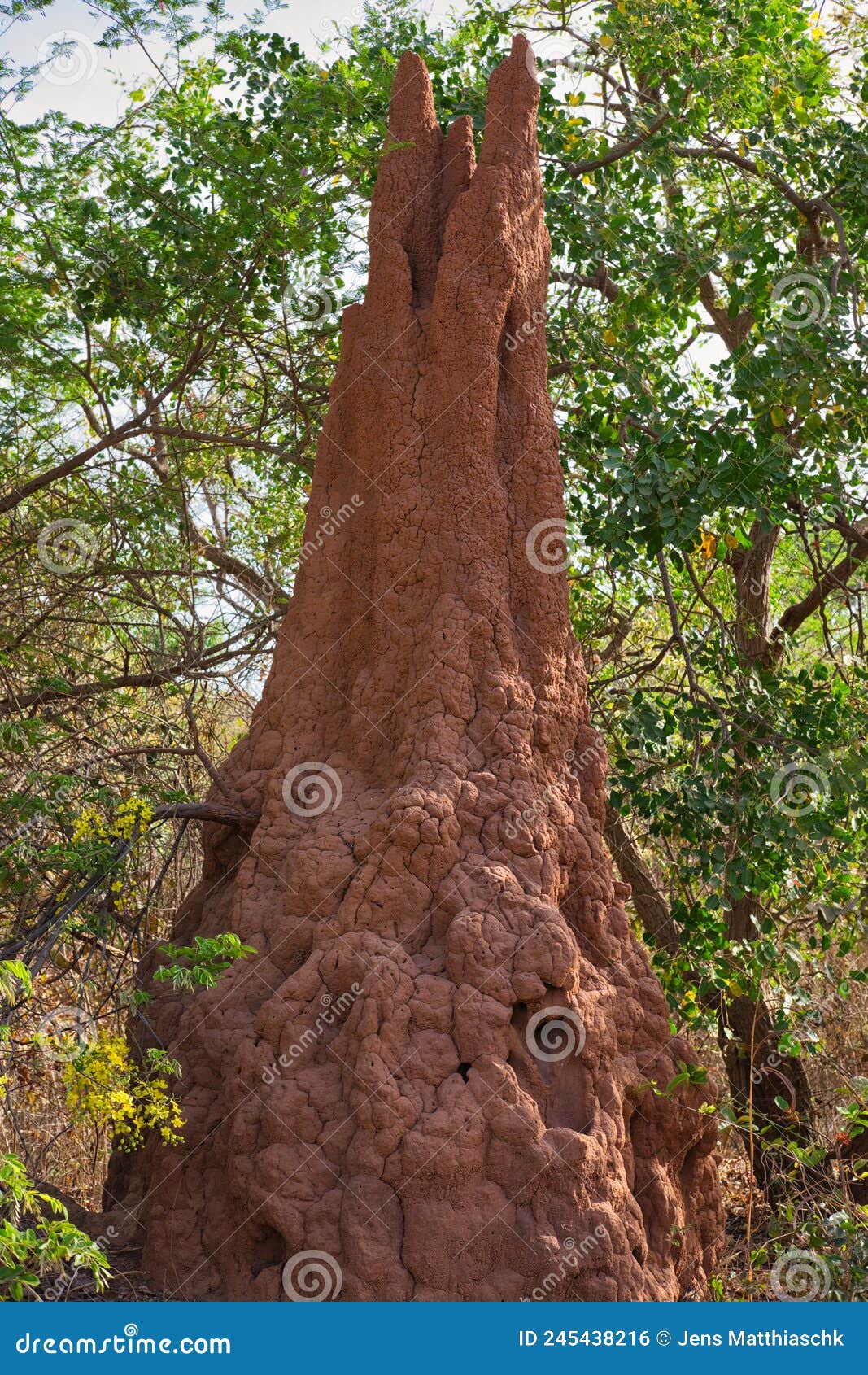 Ant Architecture in Gambian Forest Stock Photo - Image of hill, nature ...