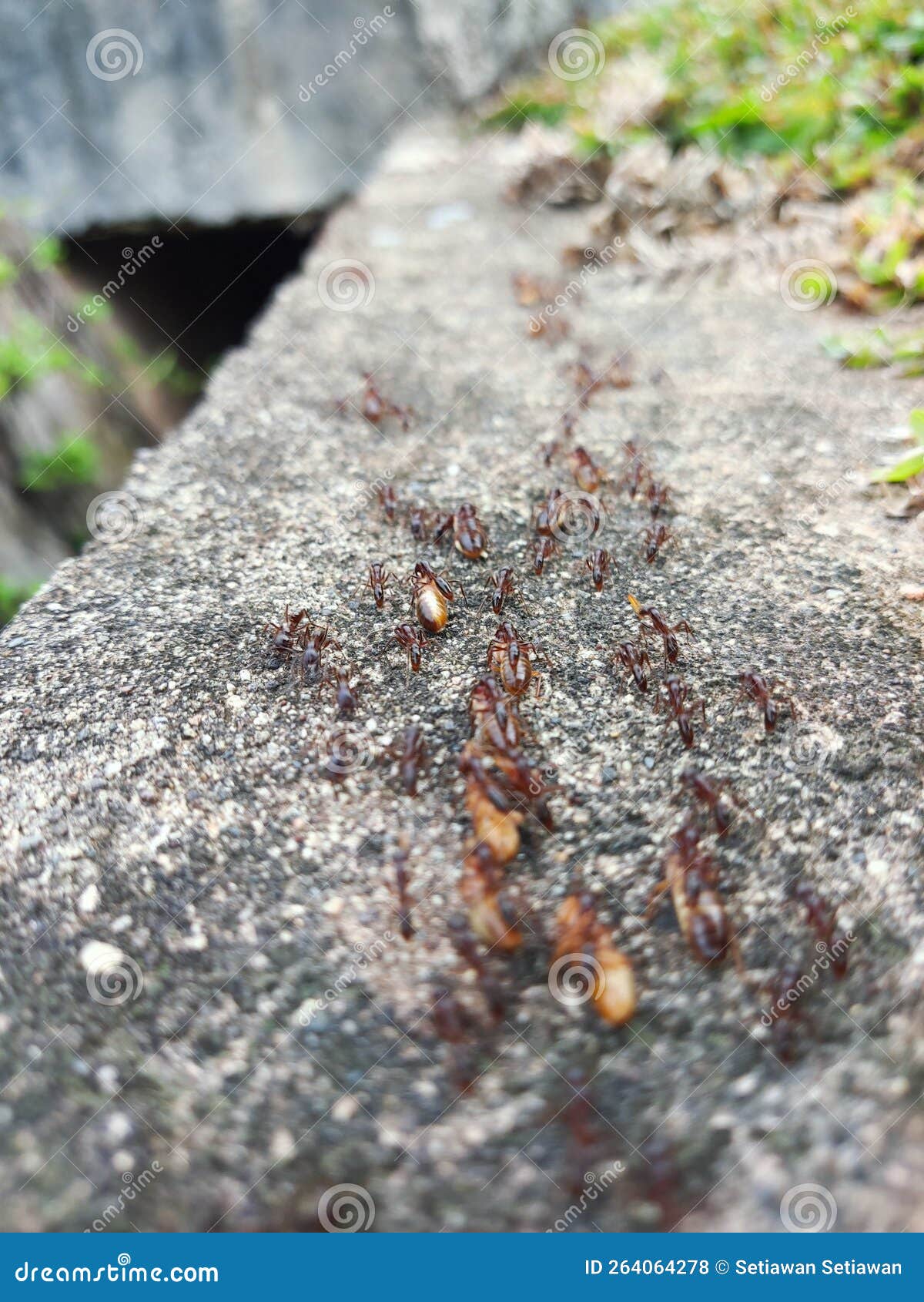 Ant Army stock photo. Image of army, outdoor, animal - 264064278