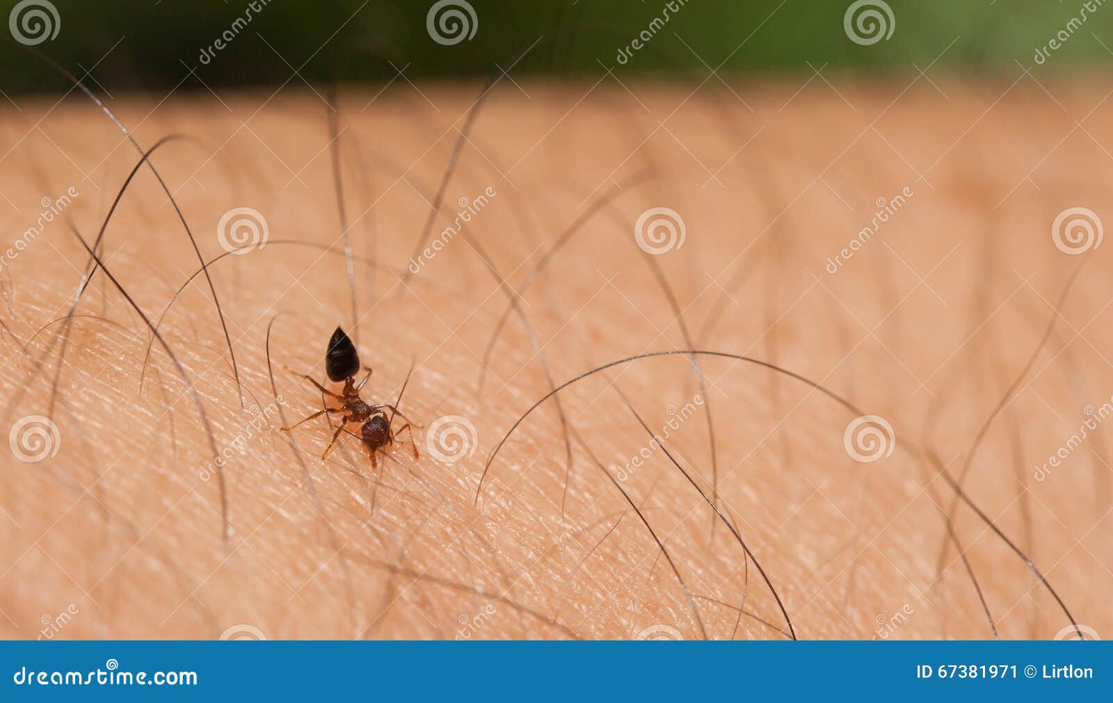 Ant attack biting stock image. Image of close, animal - 67381971