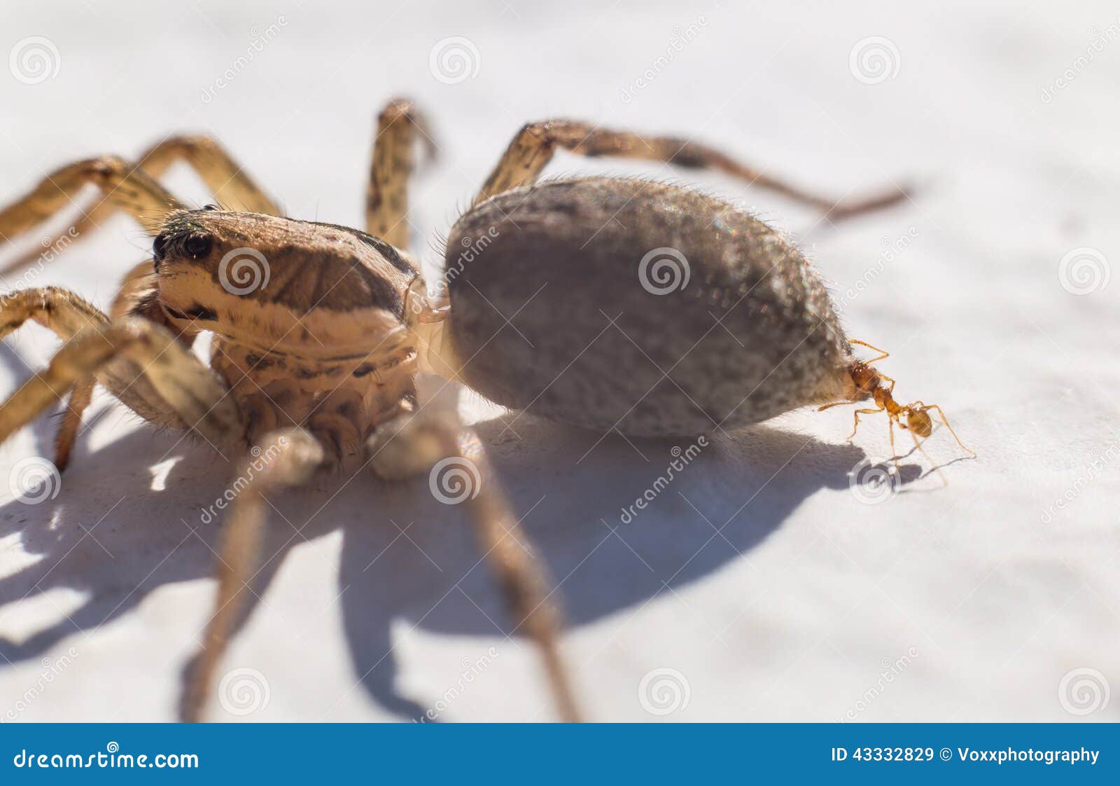 Ant attacking spider stock image. Image of attacking - 43332829