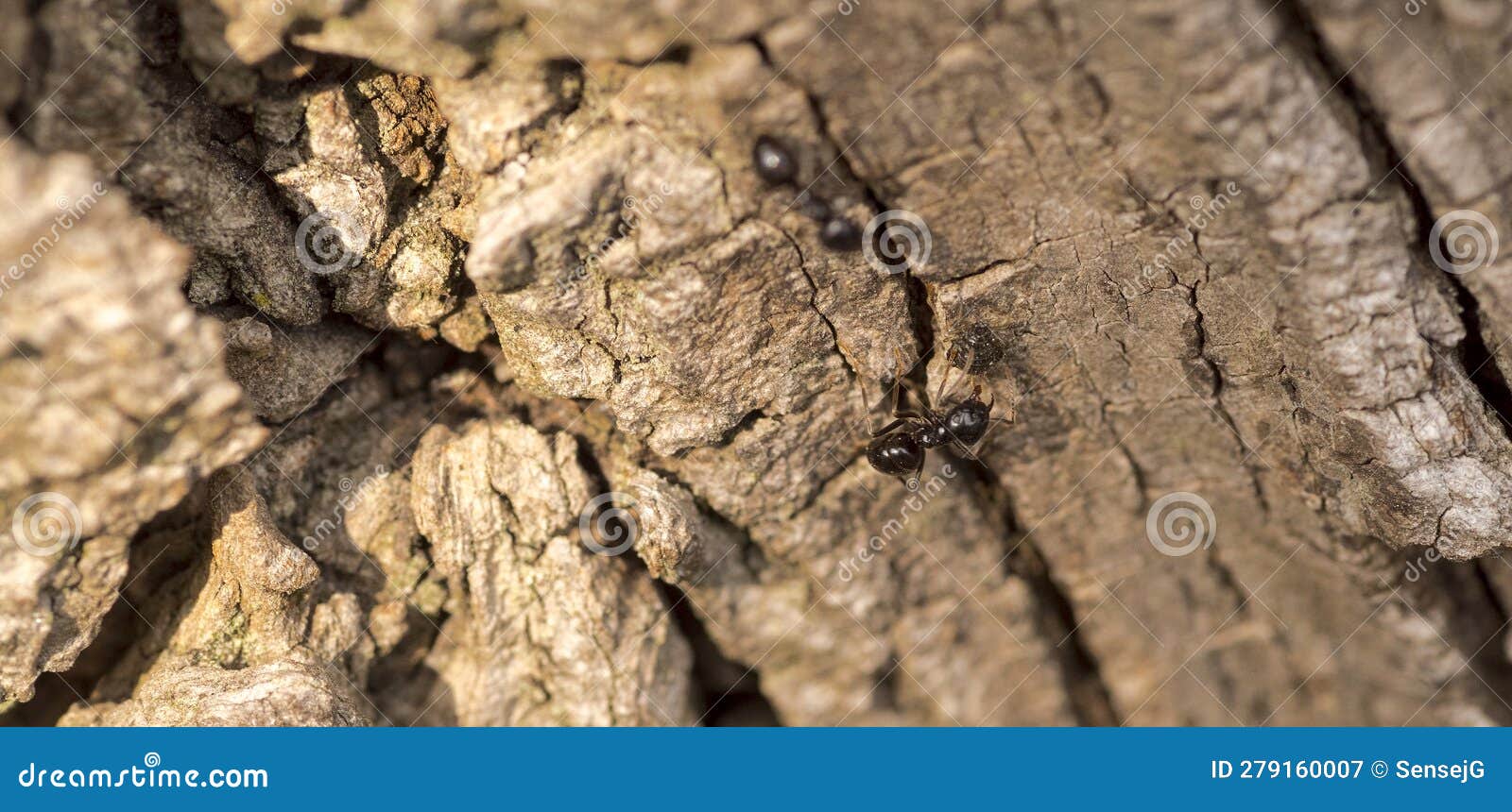 The Ant on the Bark of the Tree "milks" the Aphid . Stock Image - Image ...