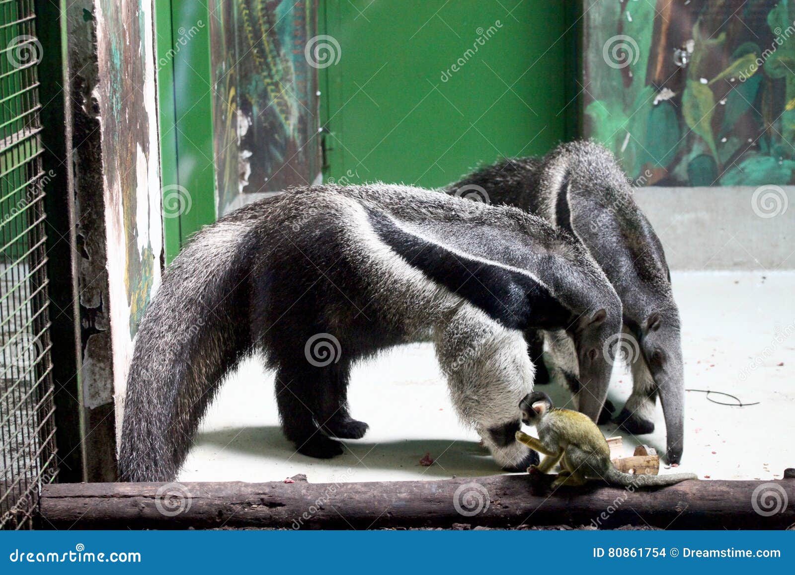 Ant-bears stock photo. Image of friends, eaters, animal - 80861754