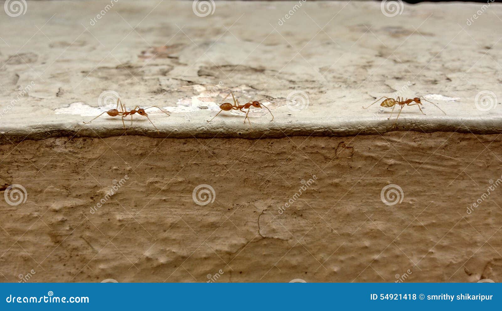 Ant! editorial stock photo. Image of texture, body, beautiful - 54921418
