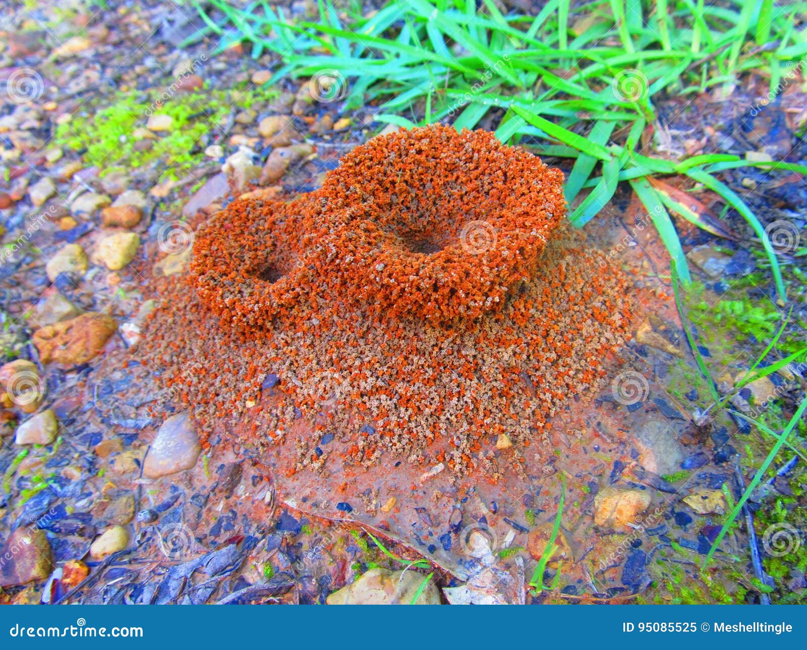 212 Ant Bed Photos - Free & Royalty-Free Stock Photos from Dreamstime