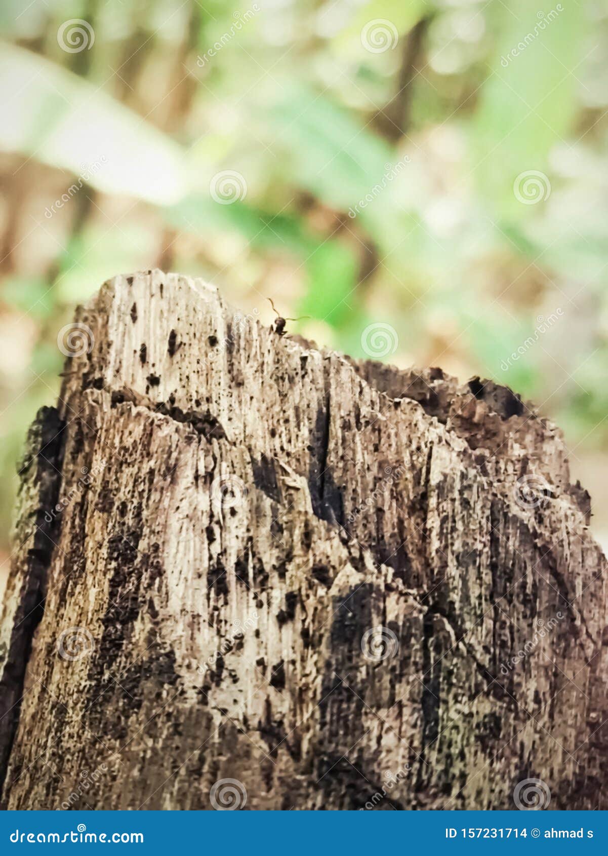 Ant behind the tree stock photo. Image of nature, tree - 157231714