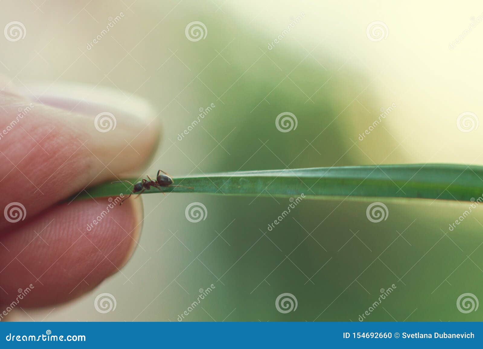 Ant on a Blade of Grass Close Up. Stock Photo - Image of fauna, pest ...