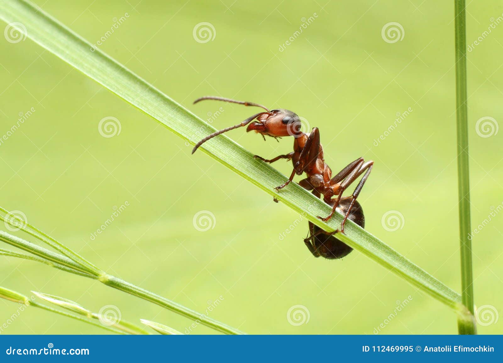 Ant on a blade of grass. stock image. Image of valley - 112469995