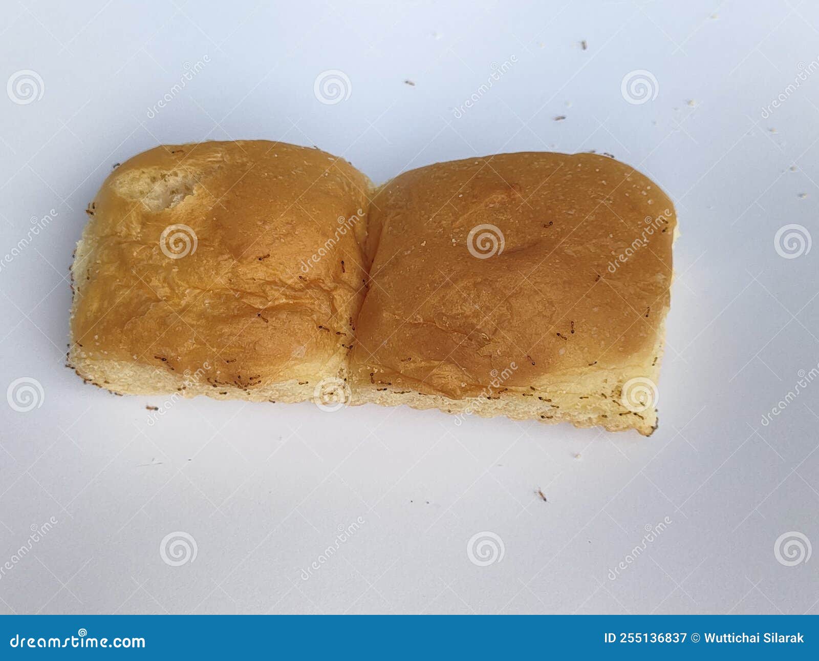 Ant on Bread, Placed Over a White Background Stock Image - Image of ...