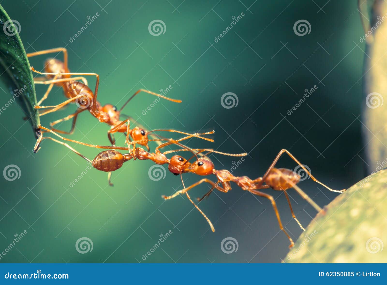 Ant bridge teamwork stock image. Image of plant, close - 62350885