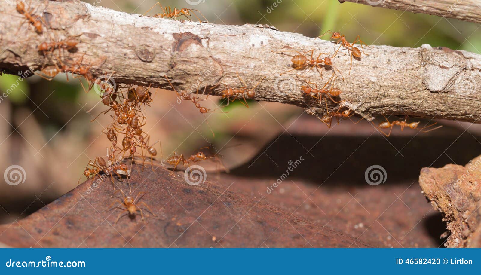 Ant bridge unity stock photo. Image of teamwork, life - 46582420
