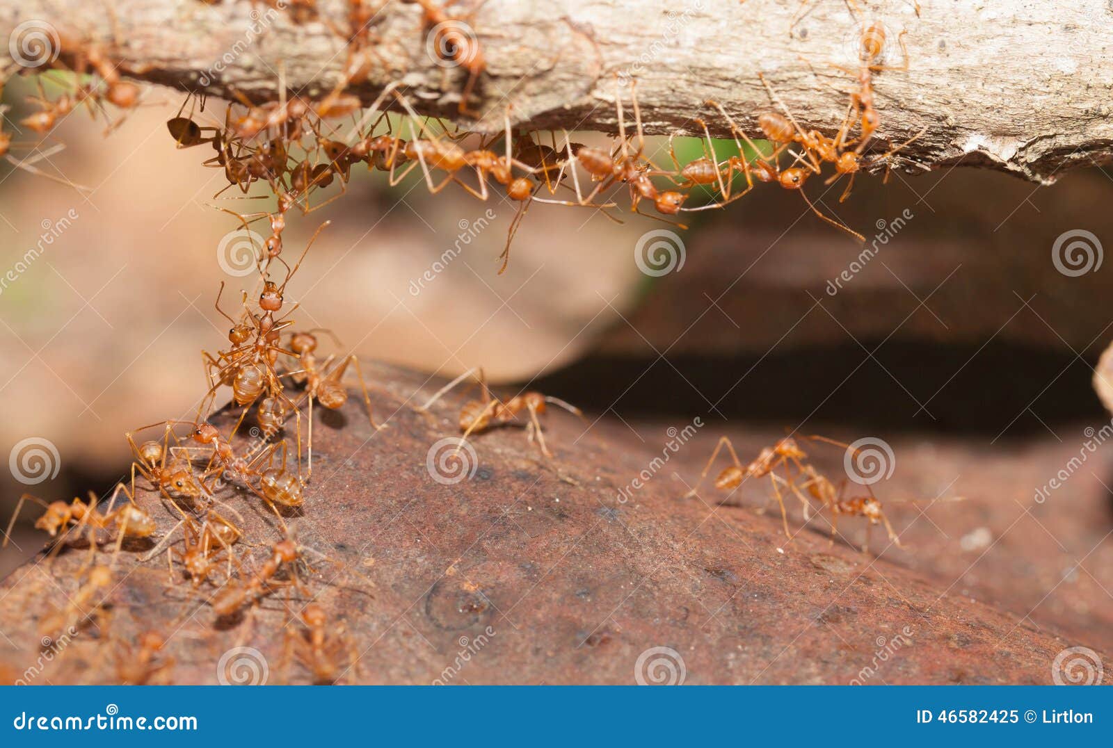 Ant bridge unity stock image. Image of wildlife, macro - 46582425