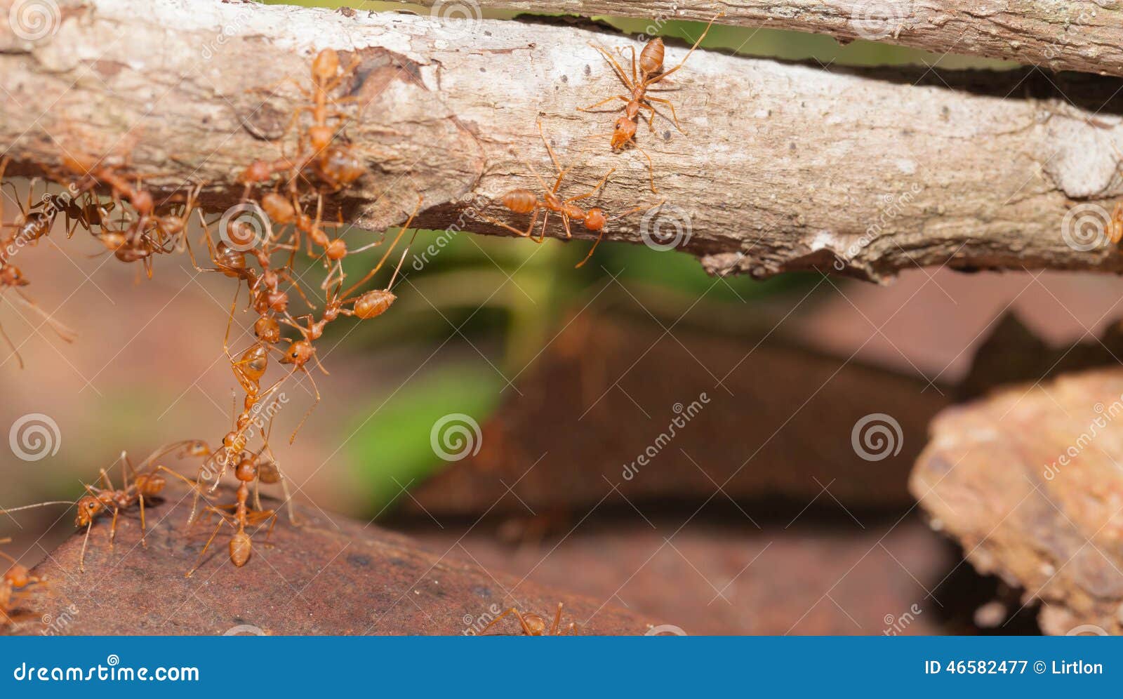 Ant bridge unity stock image. Image of animal, concept - 46582477