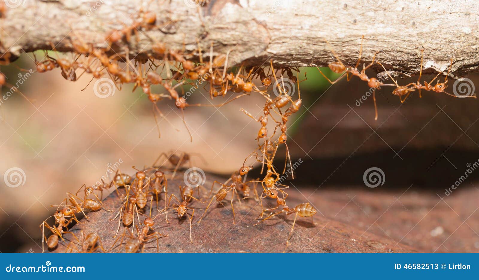 Ant bridge unity stock image. Image of colorful, insect - 46582513