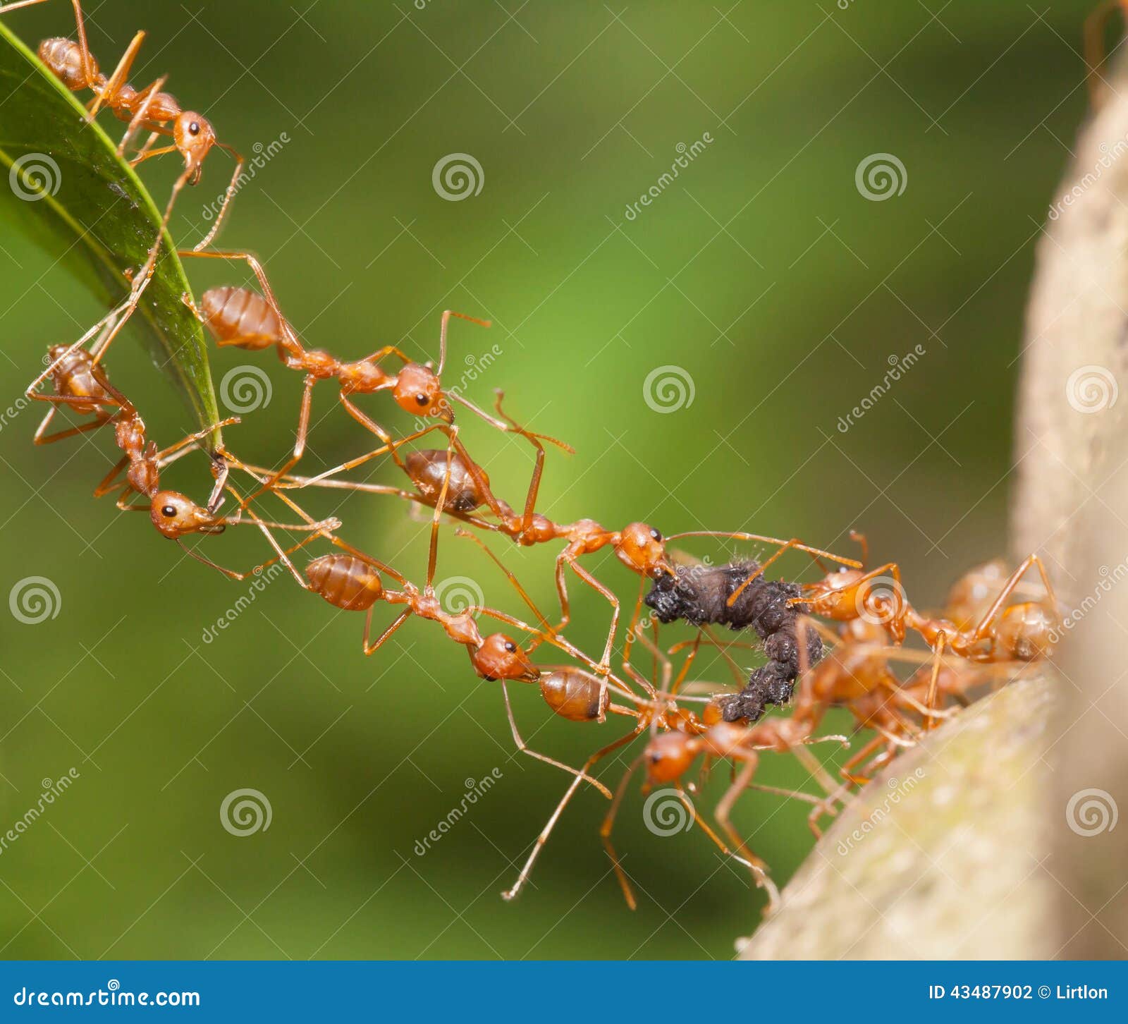 Ant Unity Is Strength