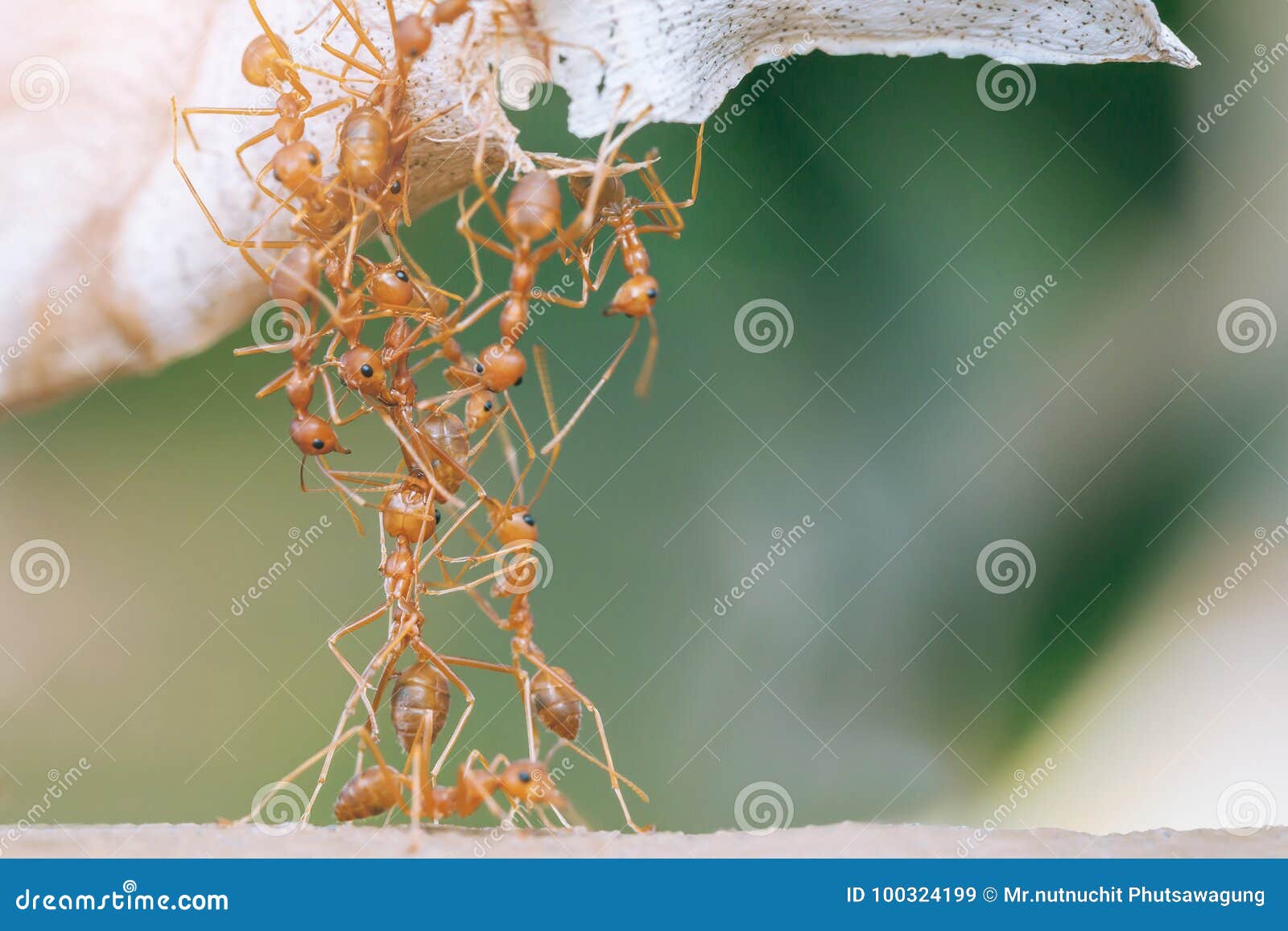 Ant bridge unity stock image. Image of journey, damage - 100324199