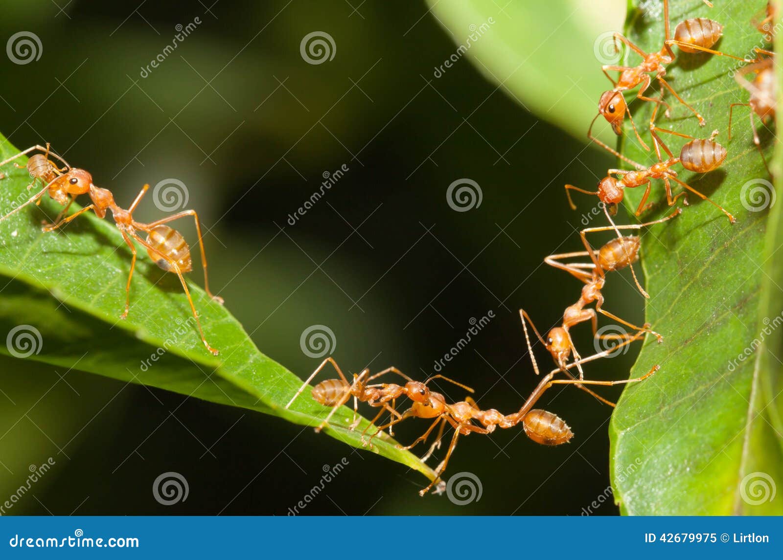 Ant bridge unity stock image. Image of walking, bridge - 42679975