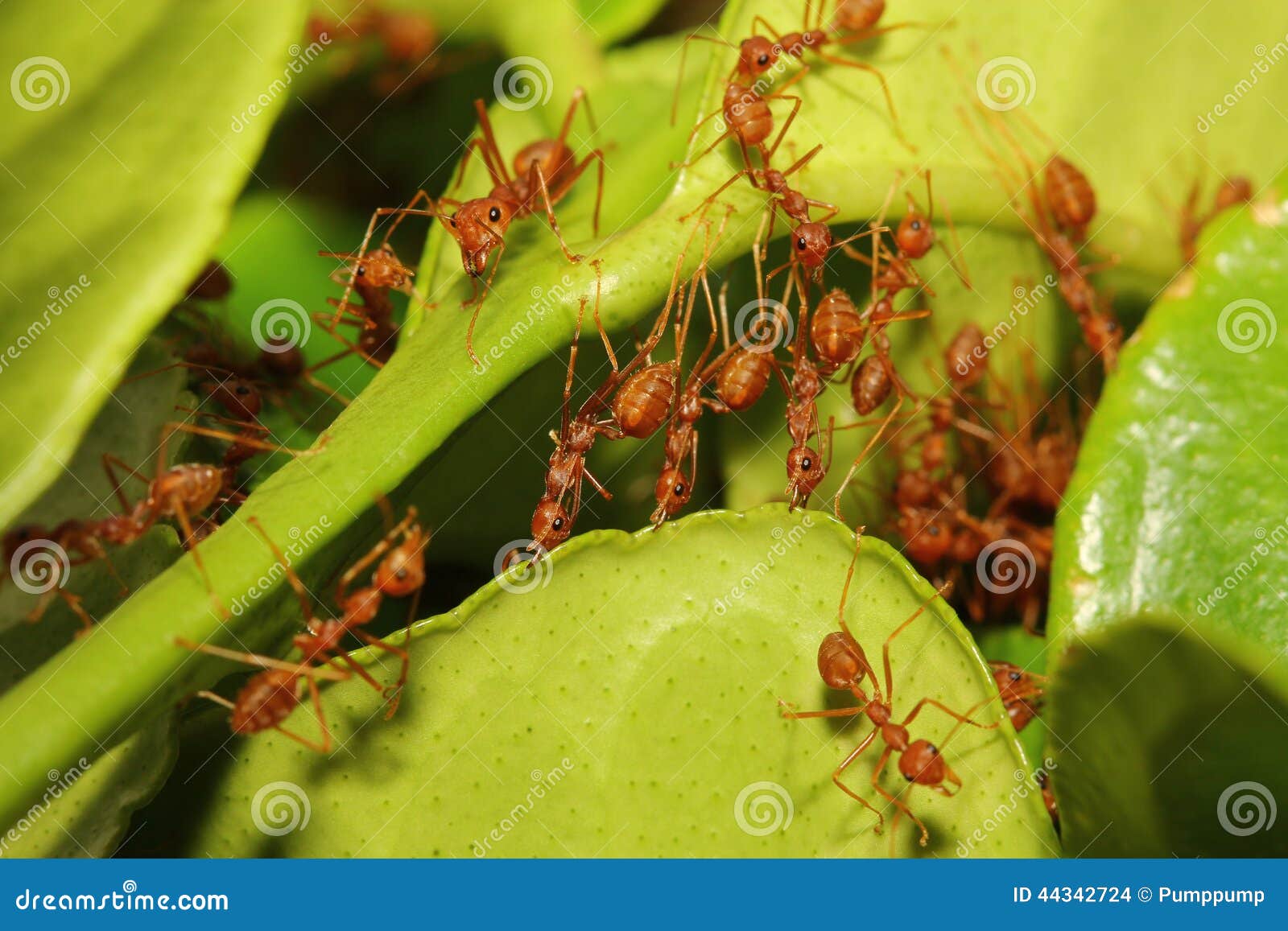 Ant build home from leaf stock photo. Image of journey - 44342724