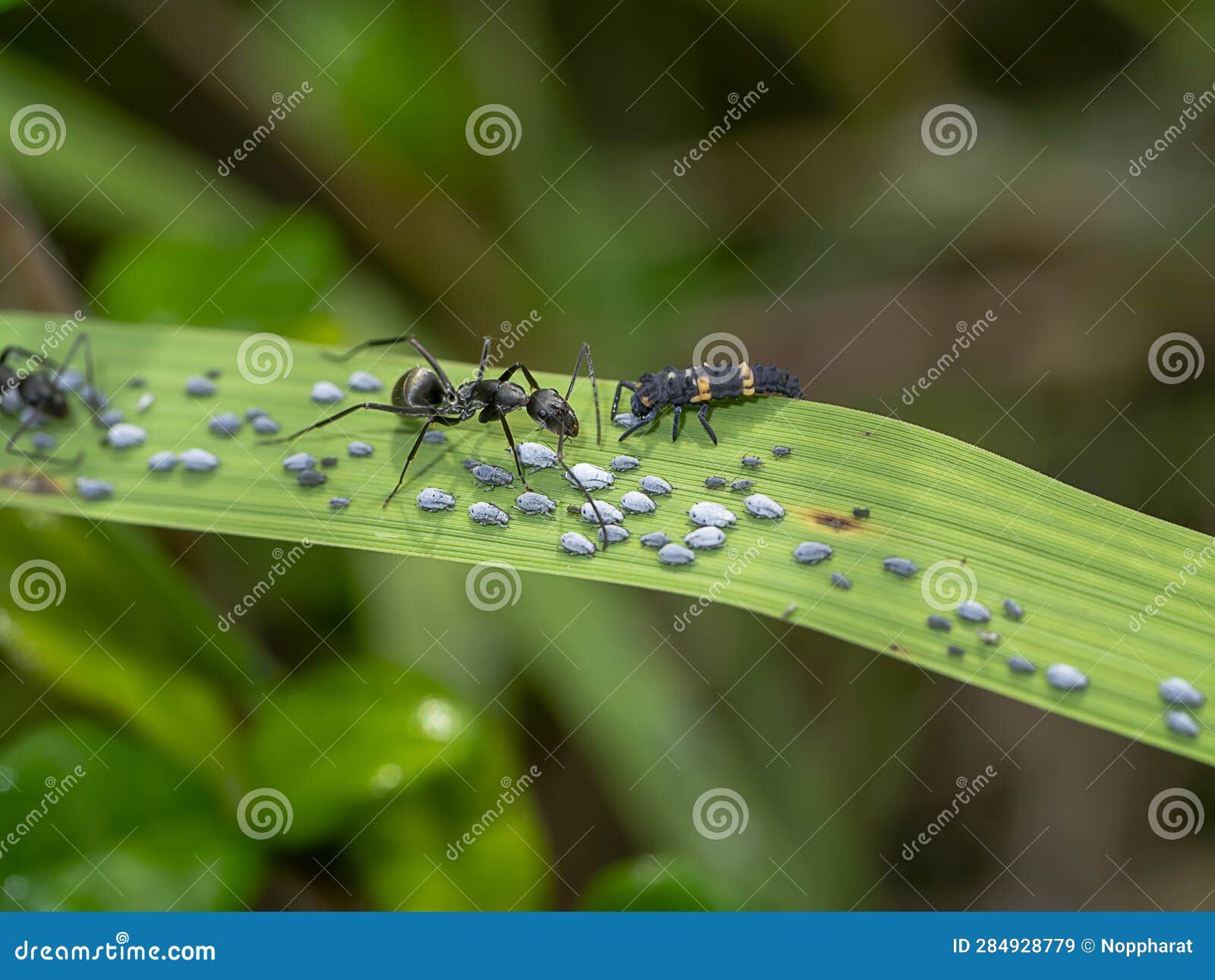 Ant are Caring for the Larvae of Aphids Stock Image - Image of ...