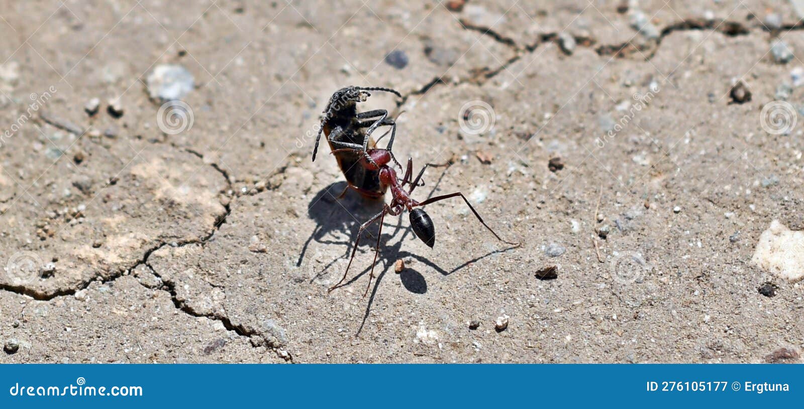 An Ant Carries a Dead Insect Stock Image - Image of soil, animal: 276105177