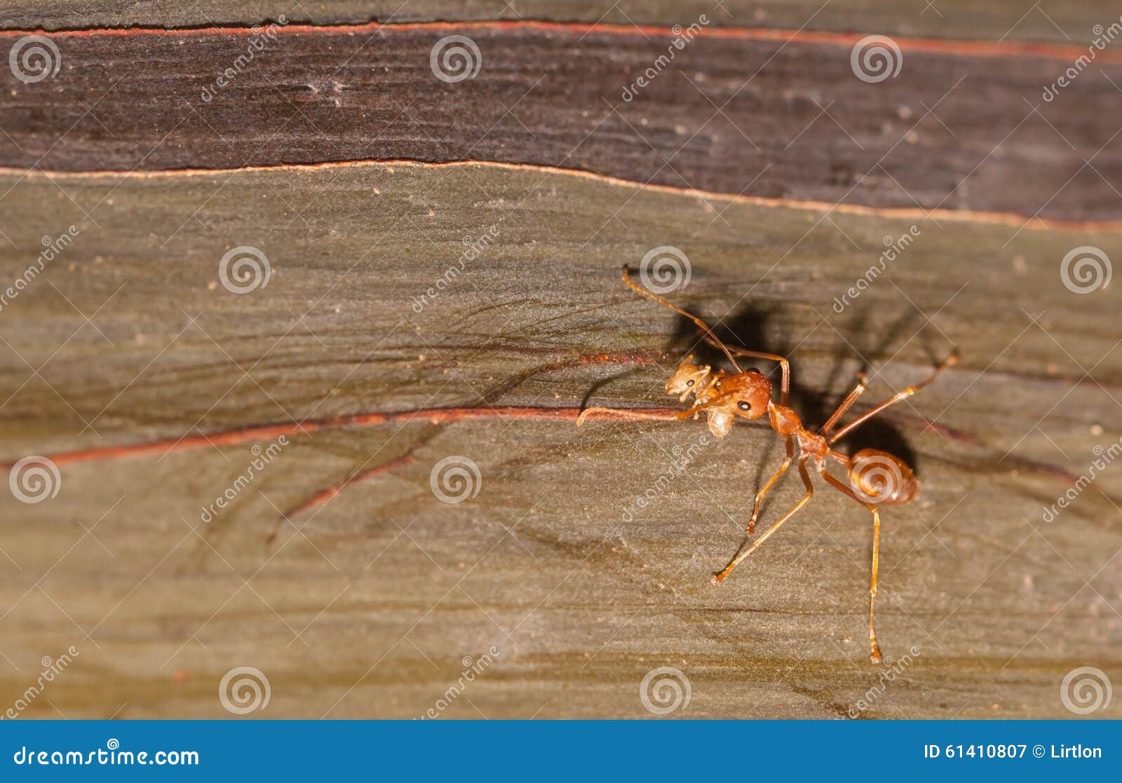 Ant carry pupa close up stock image. Image of moving - 61410807
