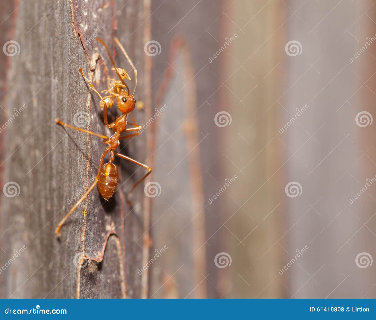 Ant carry pupa close up stock photo. Image of animal - 61410808