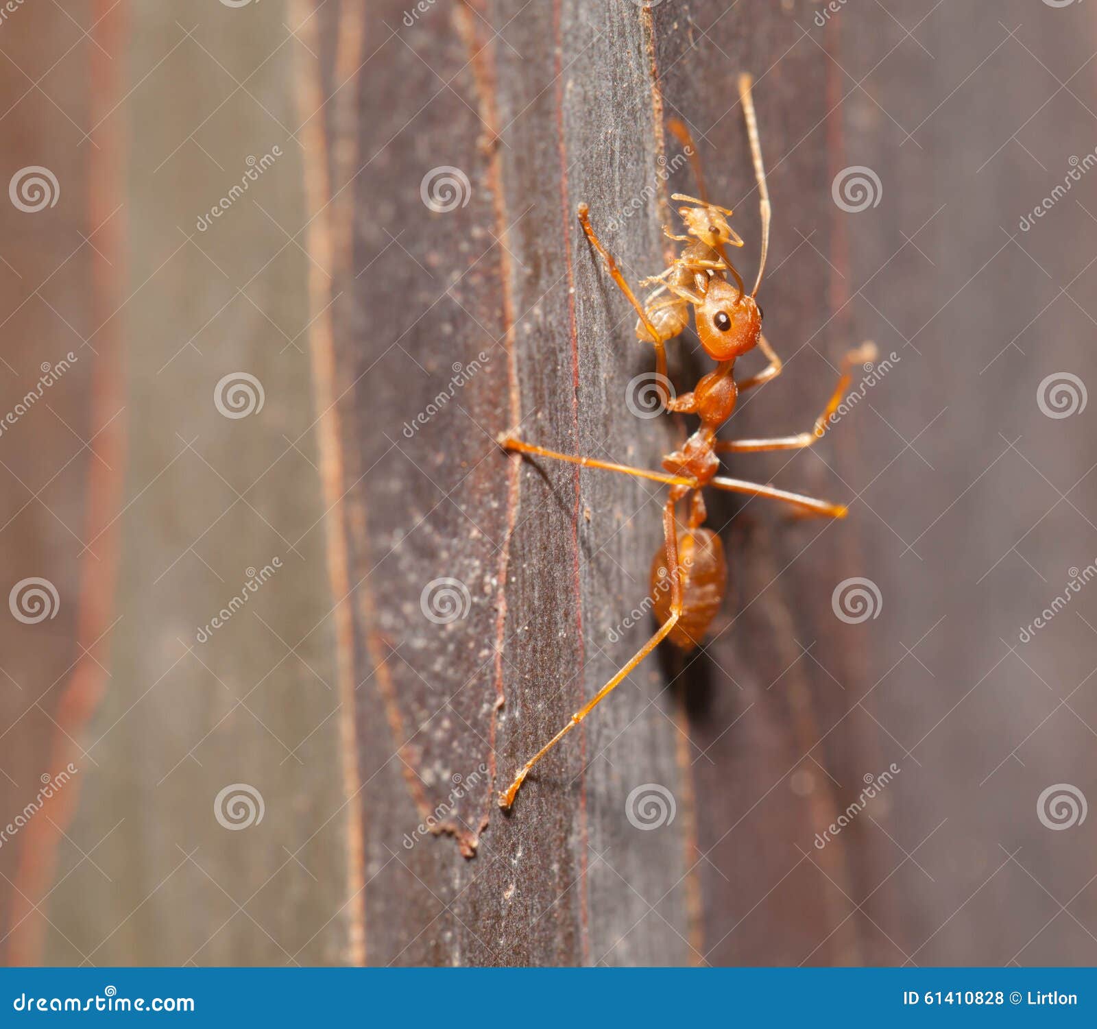 Ant carry pupa close up stock photo. Image of moving - 61410828