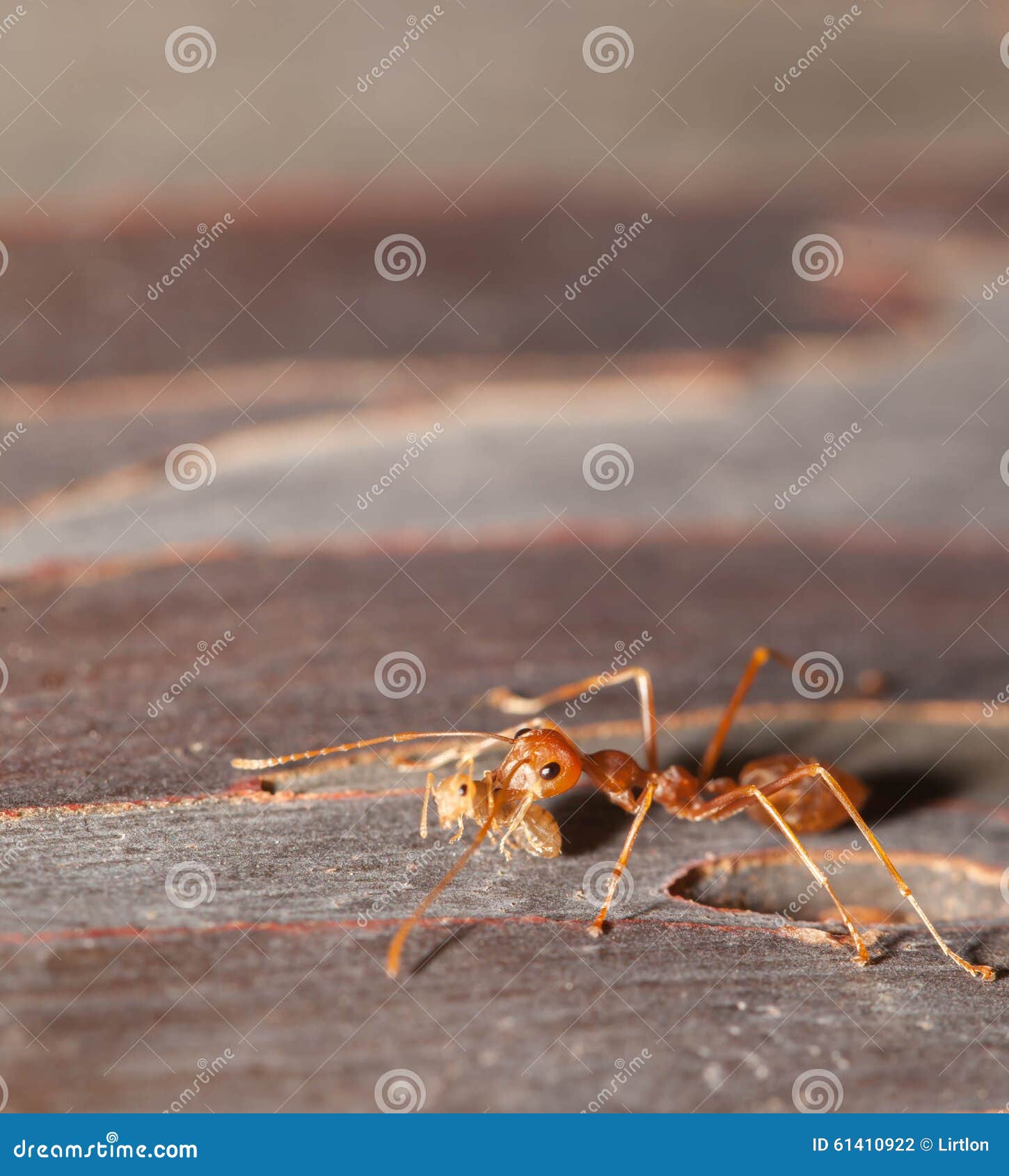 Ant carry pupa close up stock photo. Image of unity, team - 61410922