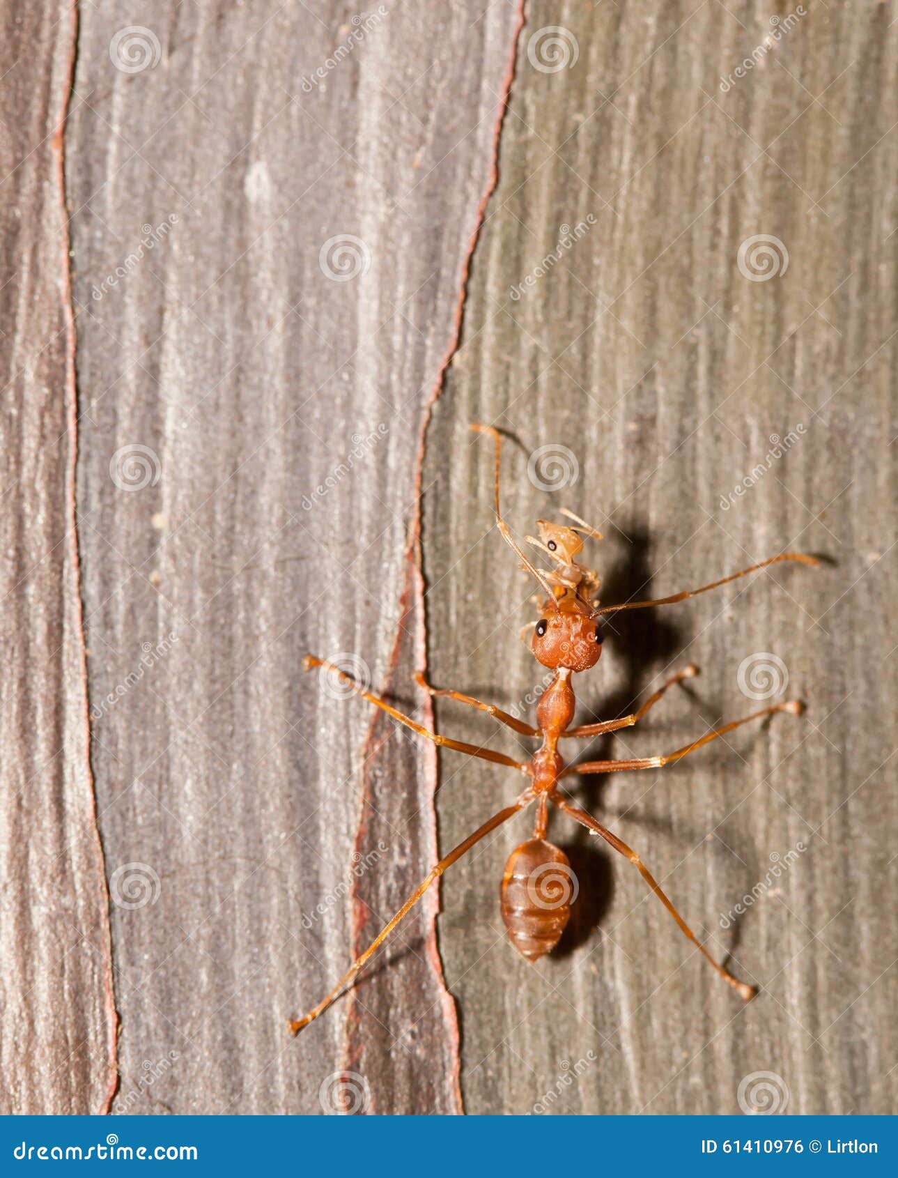 Ant carry pupa close up stock photo. Image of pupa, prey - 61410976
