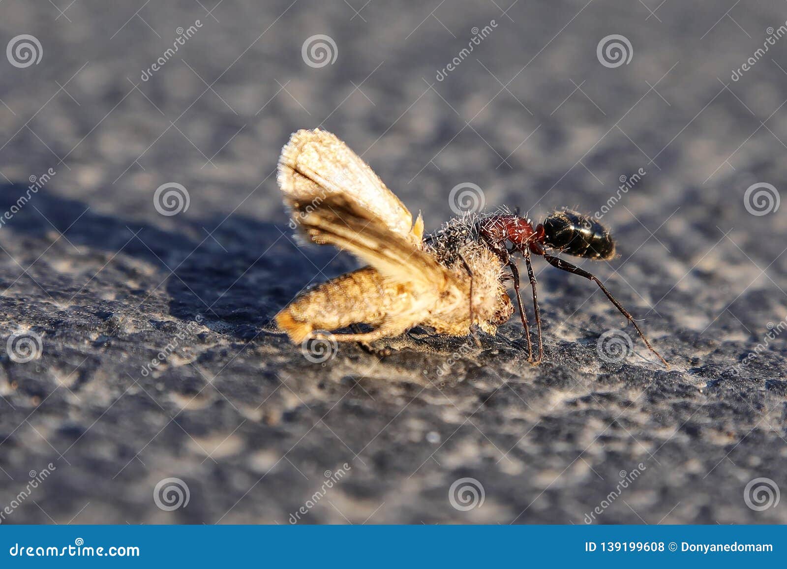 Ant carrying dead moth stock photo. Image of states - 139199608