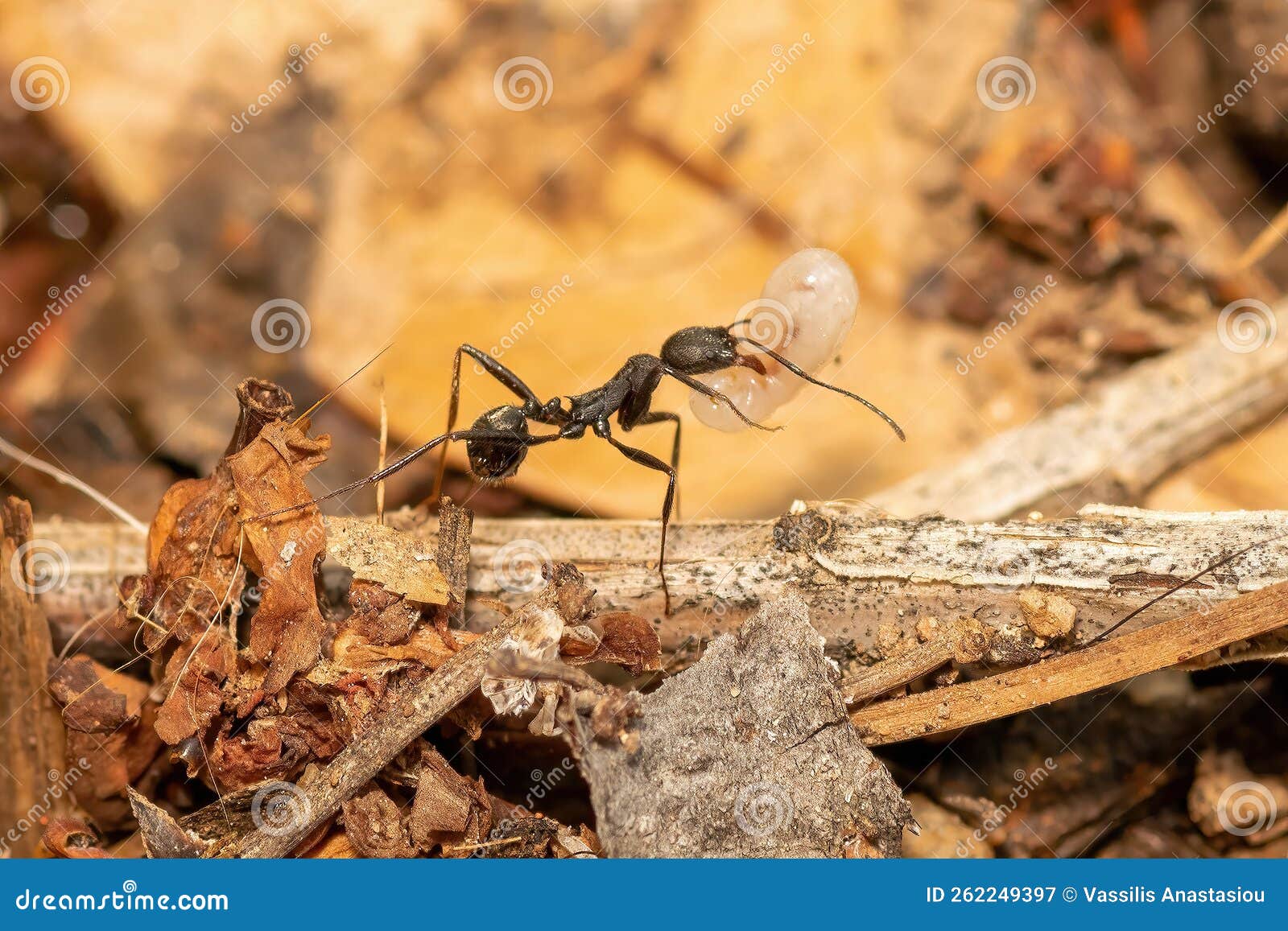 Ant Carrying an Egg and Changing Its Place To Protect it. Stock Image ...
