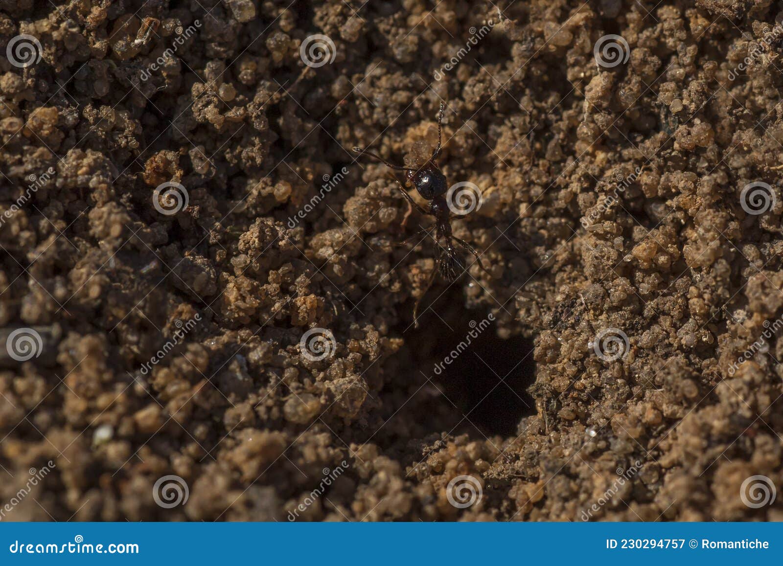 Ant Carrying Grain of Sand at Ant Hill Stock Image - Image of sand ...