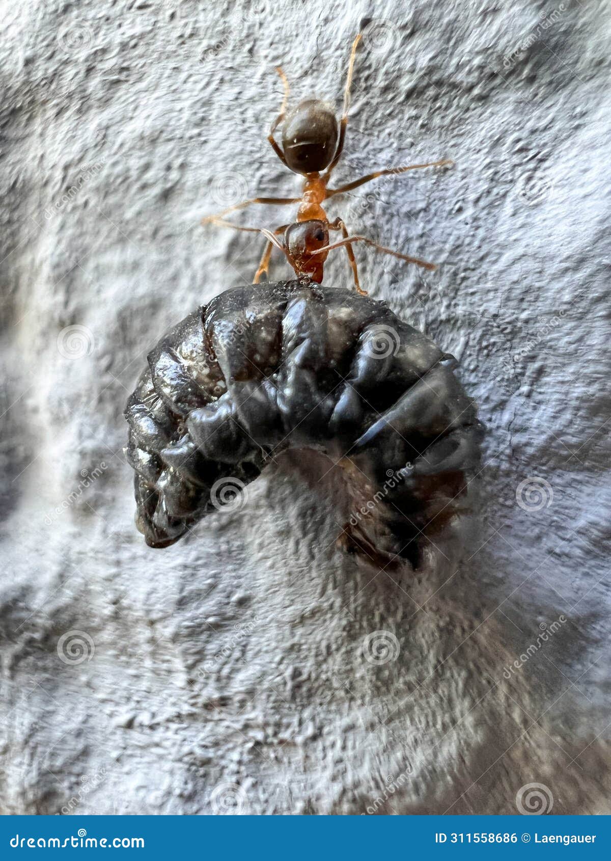 Ant carrying heavy prey stock photo. Image of nature - 311558686