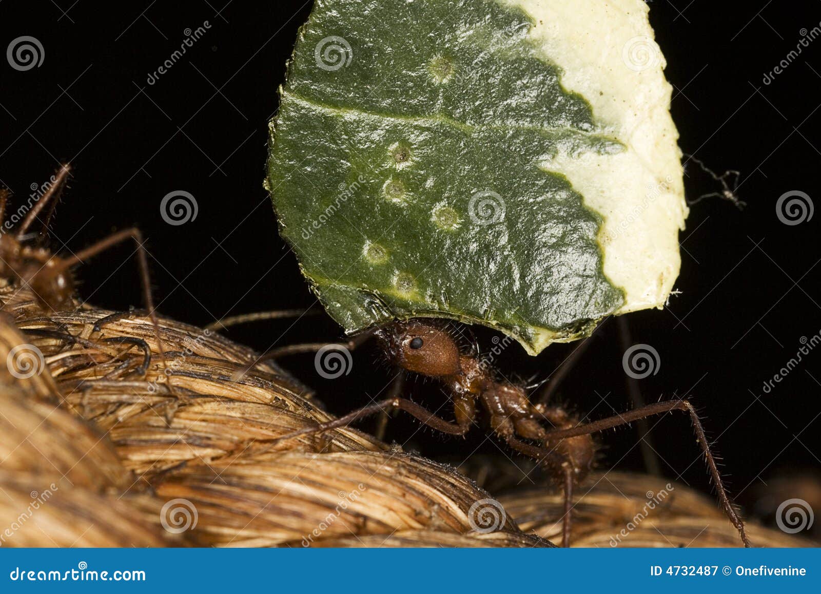 Ant Carrying Leaf Macro stock image. Image of small, closeup - 4732487