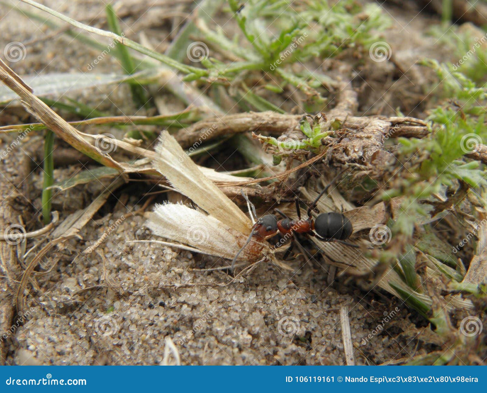 Ant carrying a moth stock image. Image of strong, moth - 106119161