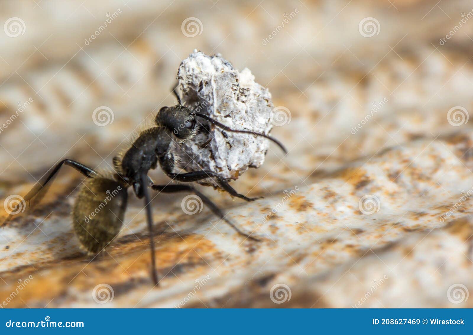Ant Carrying a Rock on a Metallic Surface Stock Image - Image of home ...