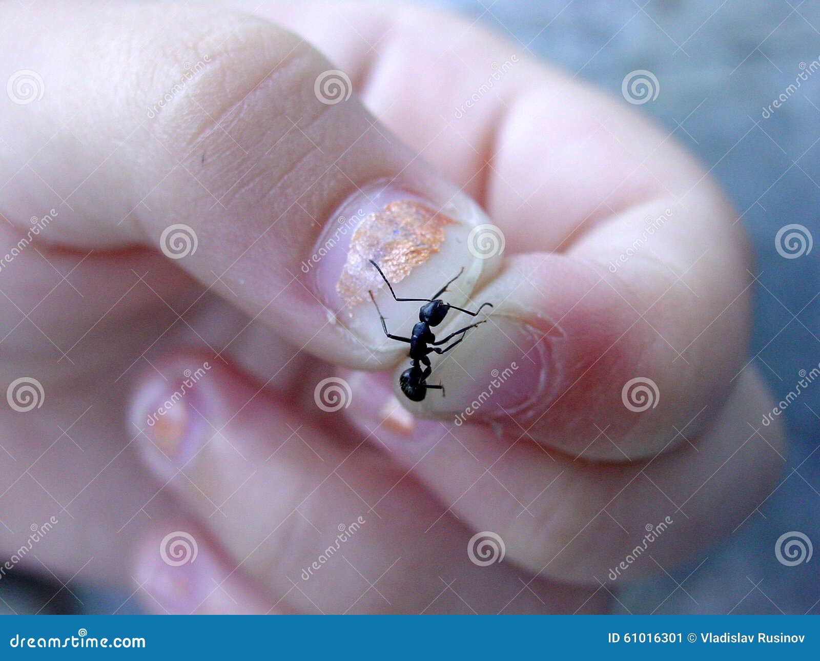 Ant caught stock image. Image of fingers, research, insect - 61016301