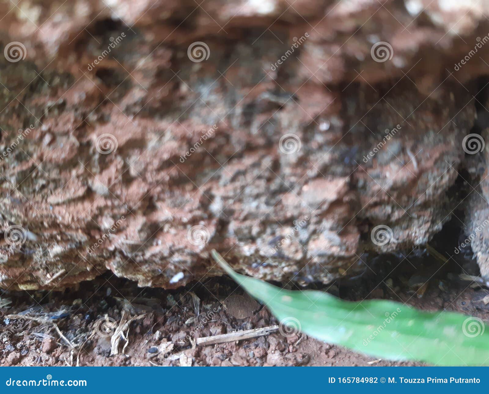 Ant cavity queue running stock photo. Image of cavity - 165784982