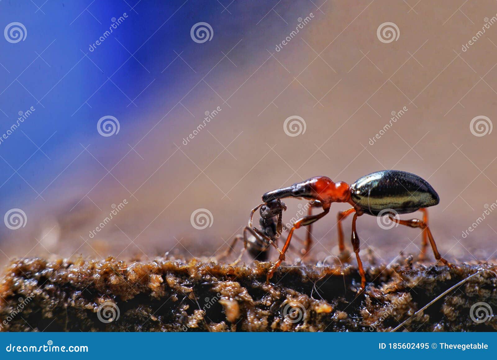 The Ant is Chatting with Other Animals Stock Image - Image of creepy ...
