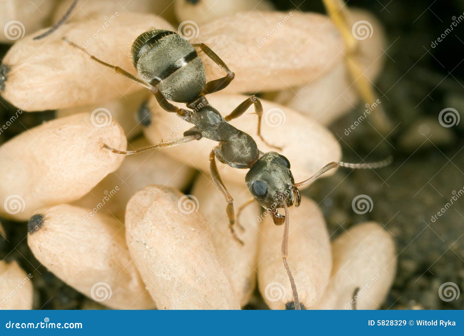 Ant and chrysalises stock image. Image of insect, nature - 5828329