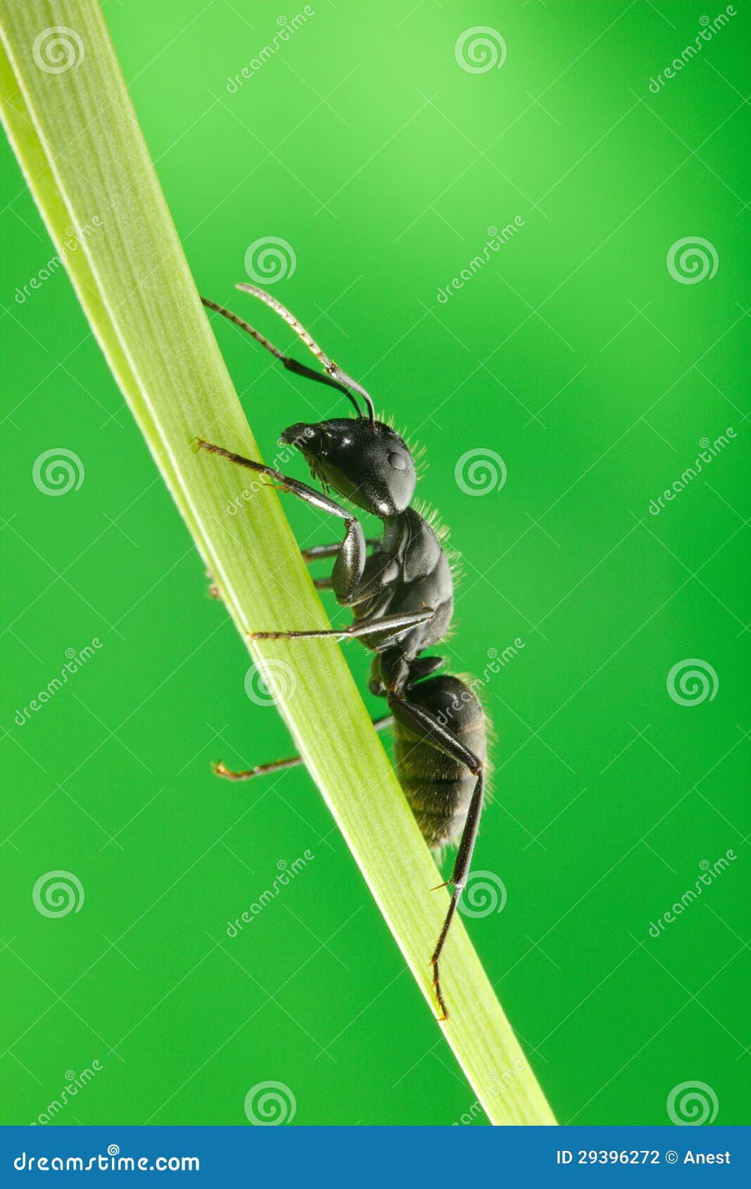 Ant Climb on Blade of Grass Stock Photo - Image of nature, antennae ...