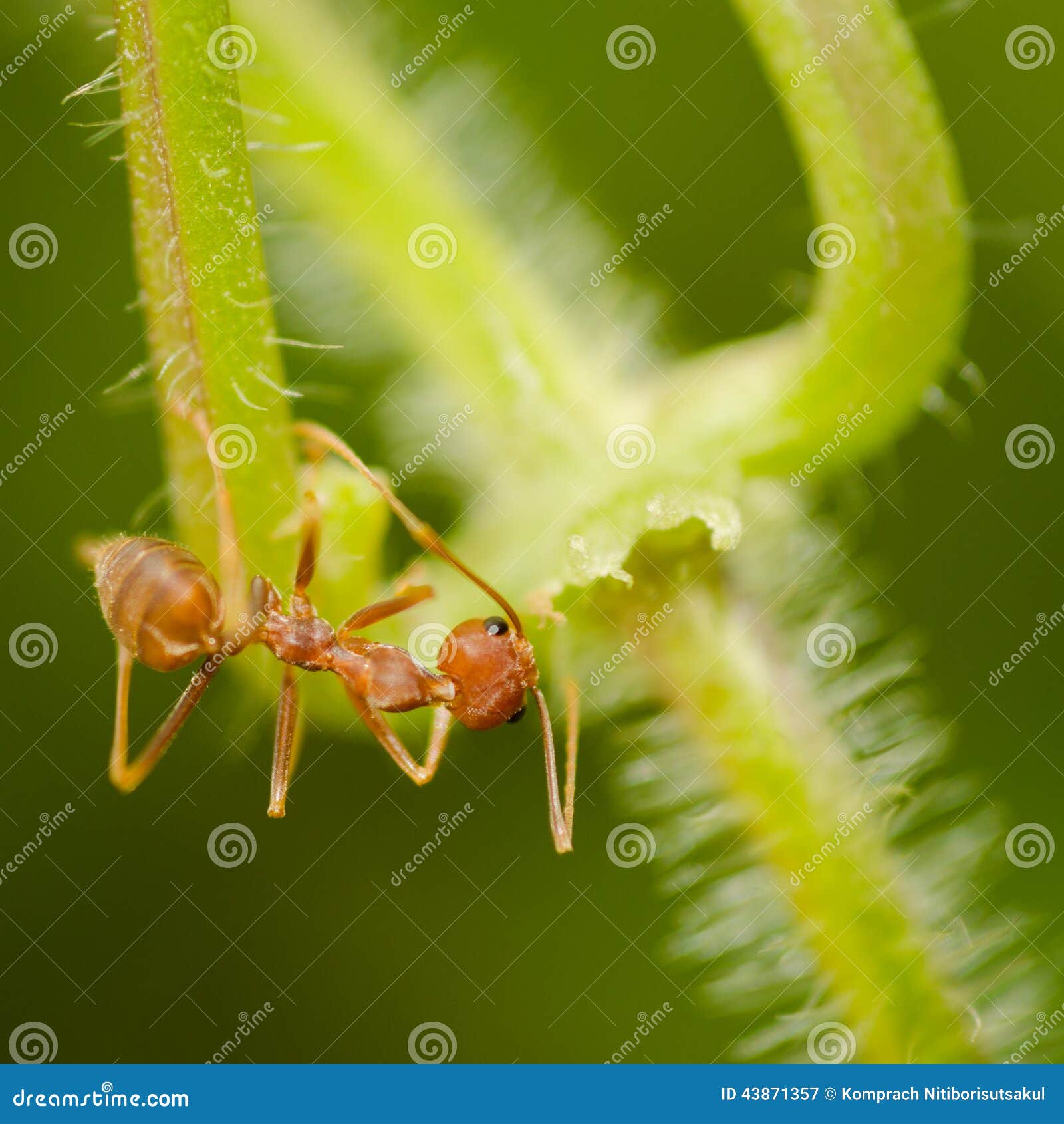 Ant stock image. Image of working, plants, grass, climb - 43871357