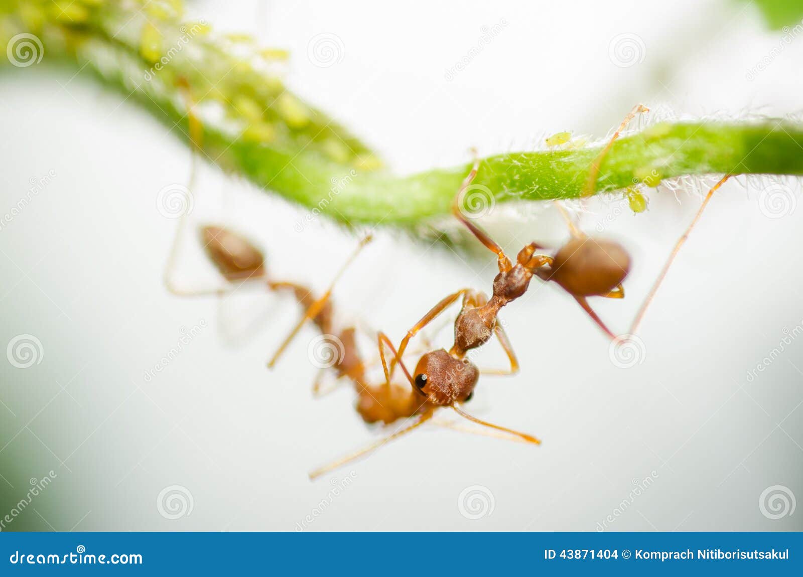 Ant stock photo. Image of climb, macro, wildlife, closeup - 43871404
