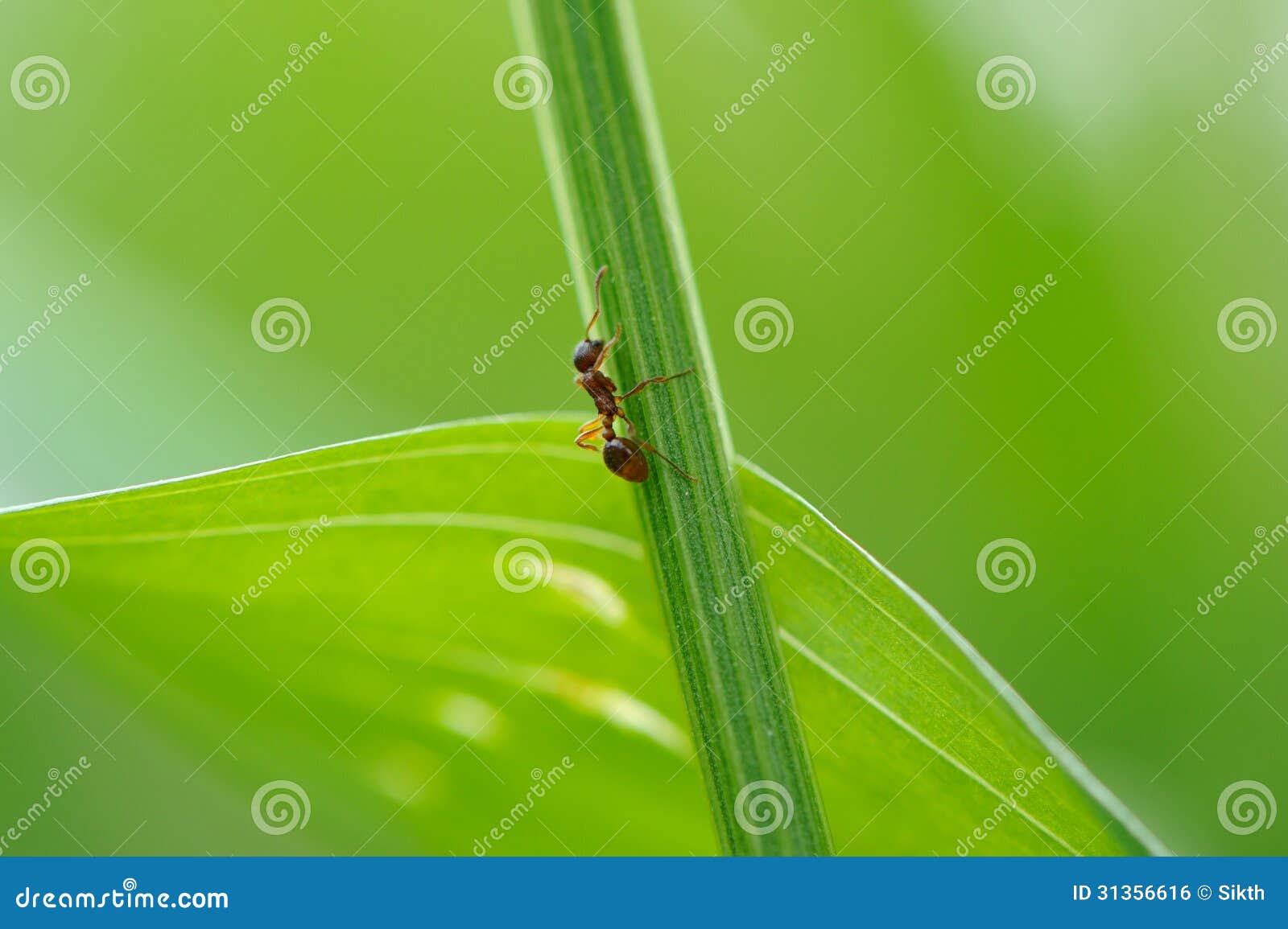 Ant Climbing Green Grass stock photo. Image of entomology - 31356616