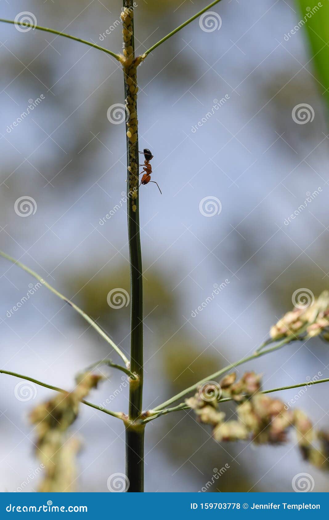 Ant climbing on a plant stock photo. Image of plant - 159703778
