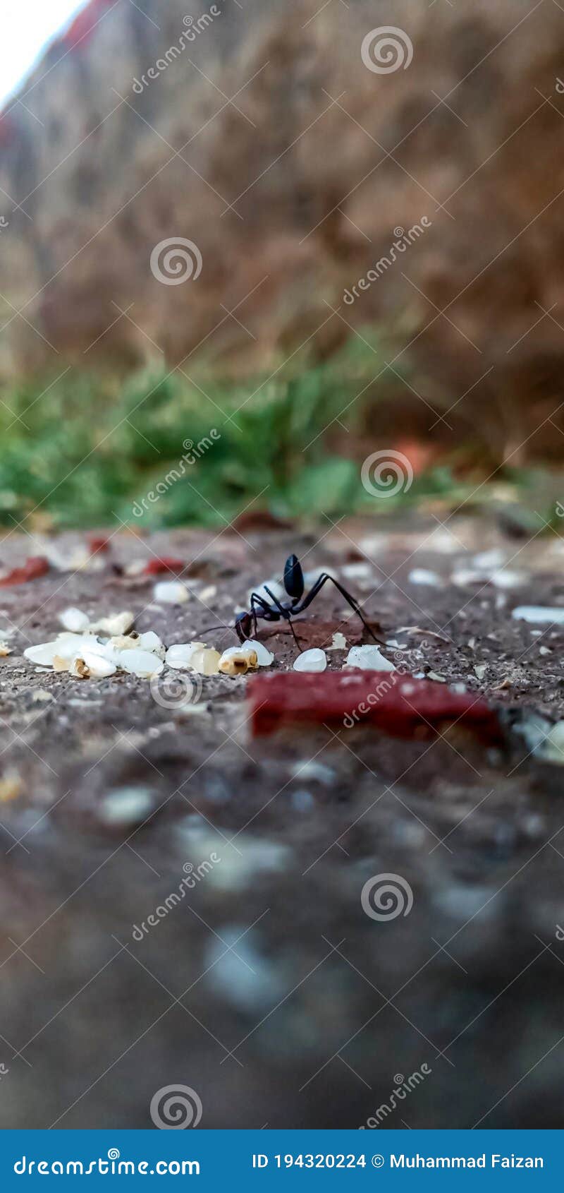 The ant stock photo. Image of nice, eating, rice, look - 194320224