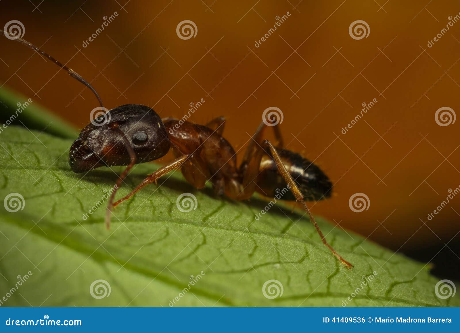 Ant stock photo. Image of close, clear, position, eyes - 41409536