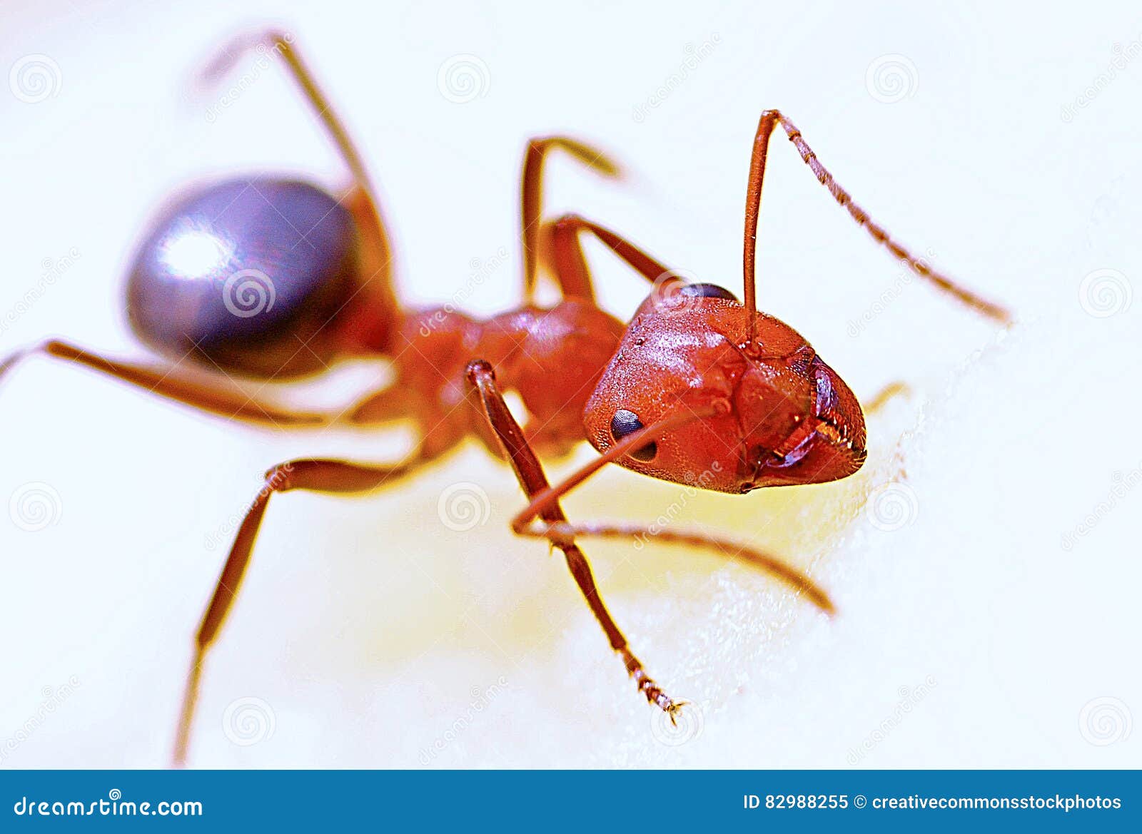 Ant Close Up Picture. Image: 82988255