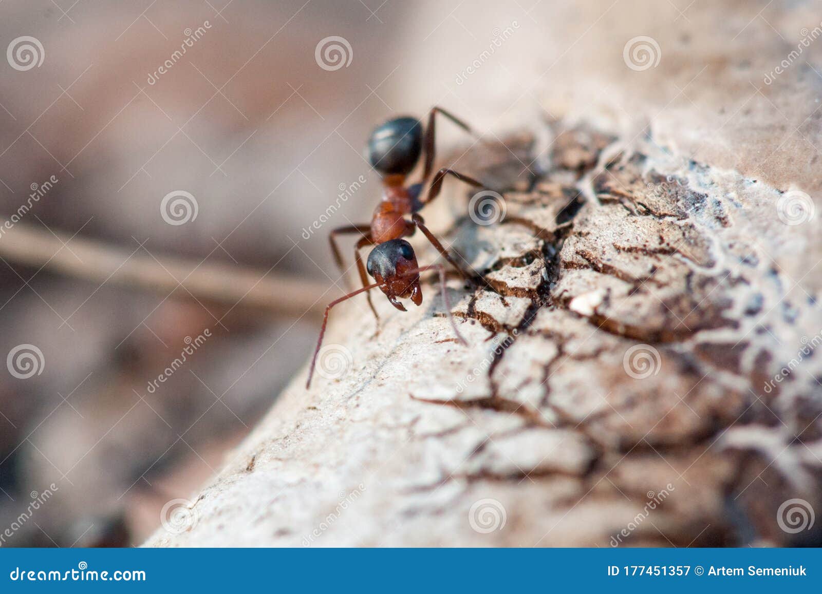 Ant Closeup on Cracked Summer Ground Background Stock Image - Image of ...
