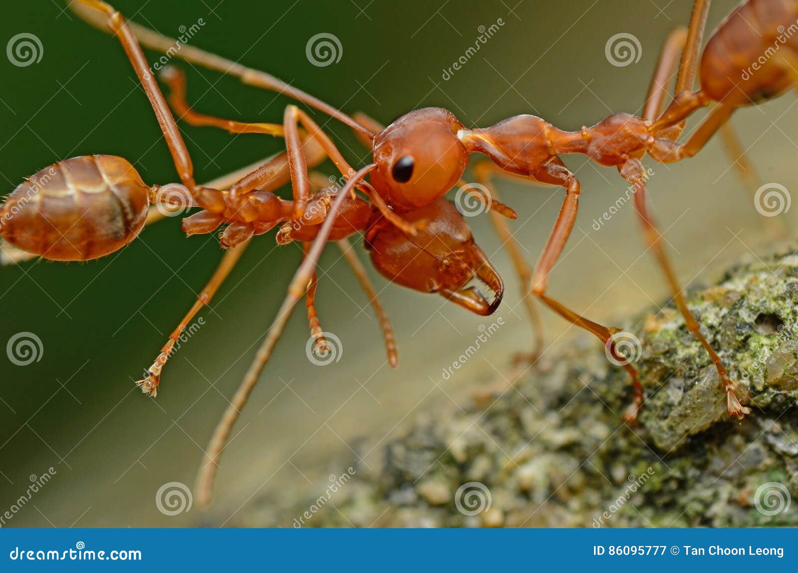 Ant stock image. Image of leaf, plant, nature, orange - 86095777