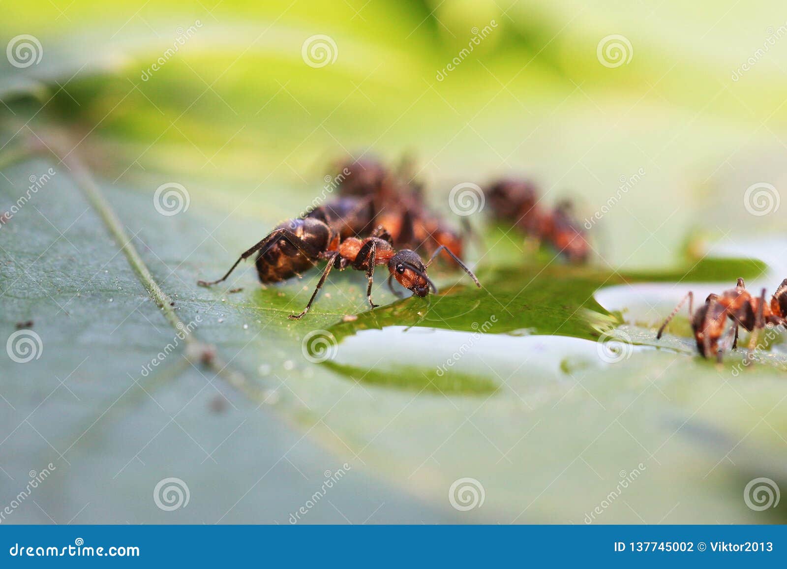 Ant stock photo. Image of green, summer, closeup, worker - 137745002